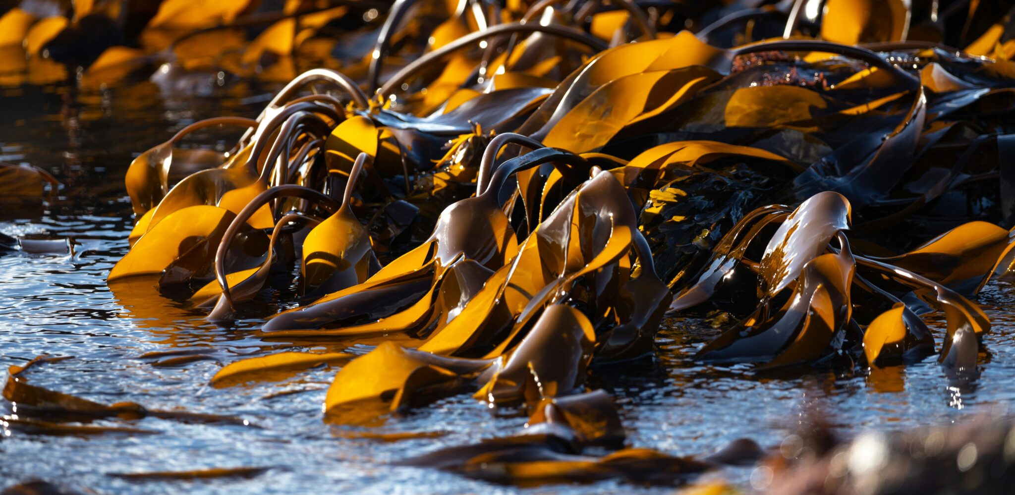 Aquaculture et élevages marins - CNPMEM